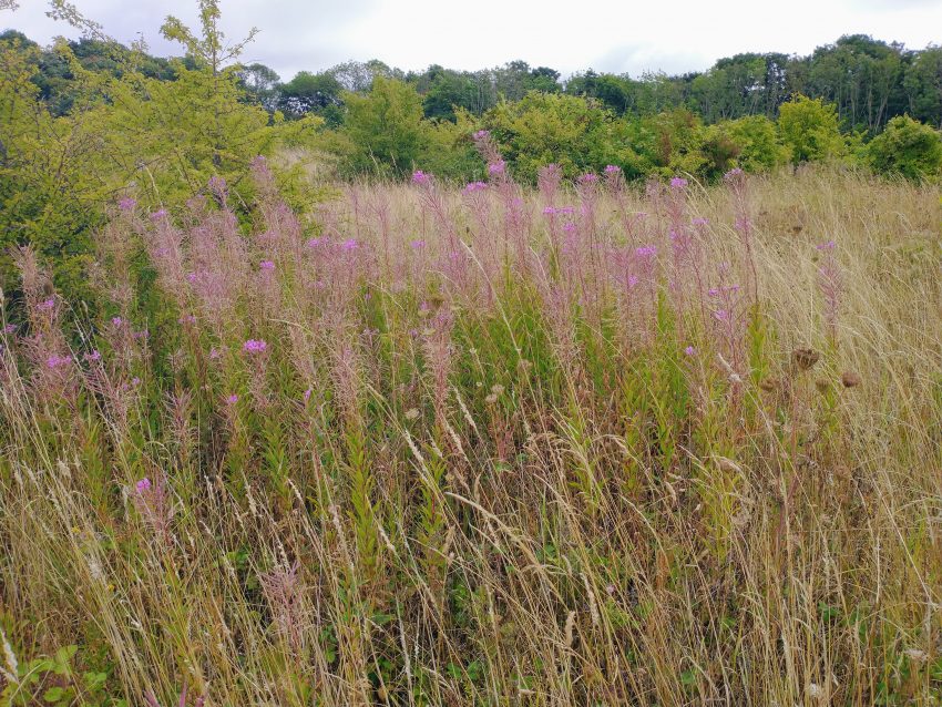 Seaford Last Meadow flowers in a dry August - Photographing Wildflowers