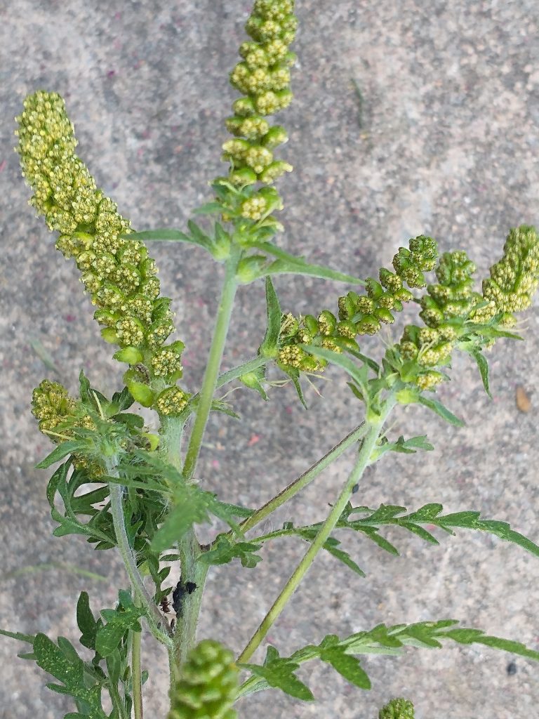 Common ragweed – Ambrosia artemisiifolia | Patio Wildflower