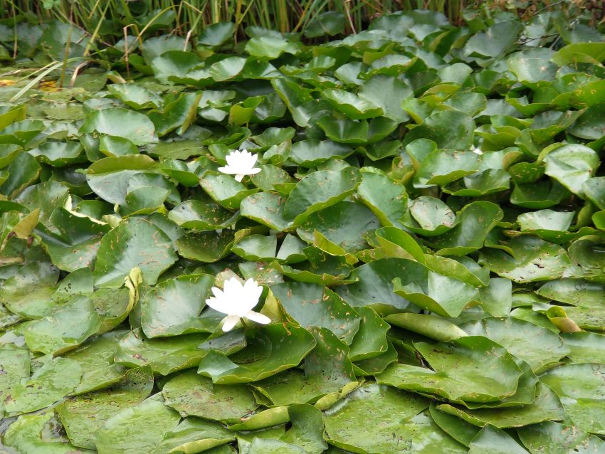 Watery plants around Arundel West Sussex in August - Photographing ...