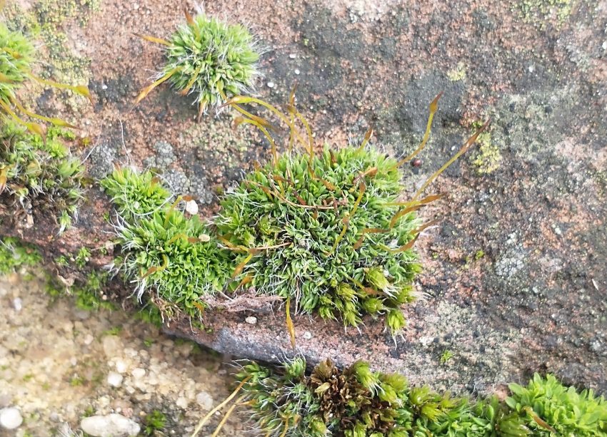 Identifying my first three mosses – Simple!