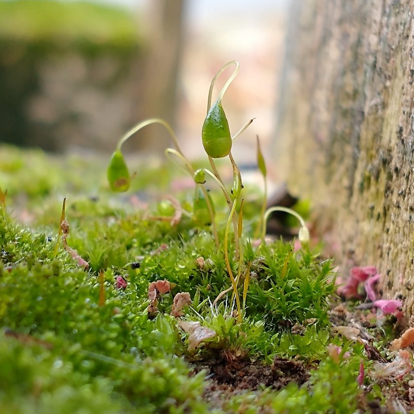 Identifying my first three mosses – Simple!