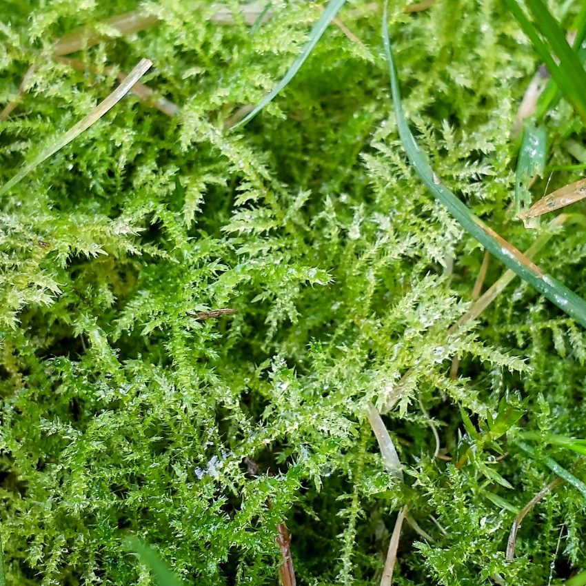 Identifying my first three mosses – Simple!