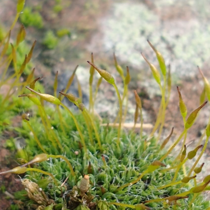 Identifying my first three mosses – Simple!