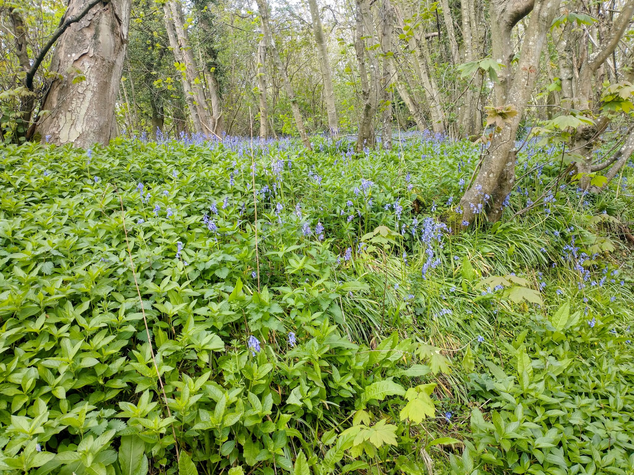 Cherry blossom time – April in Faversham Kent