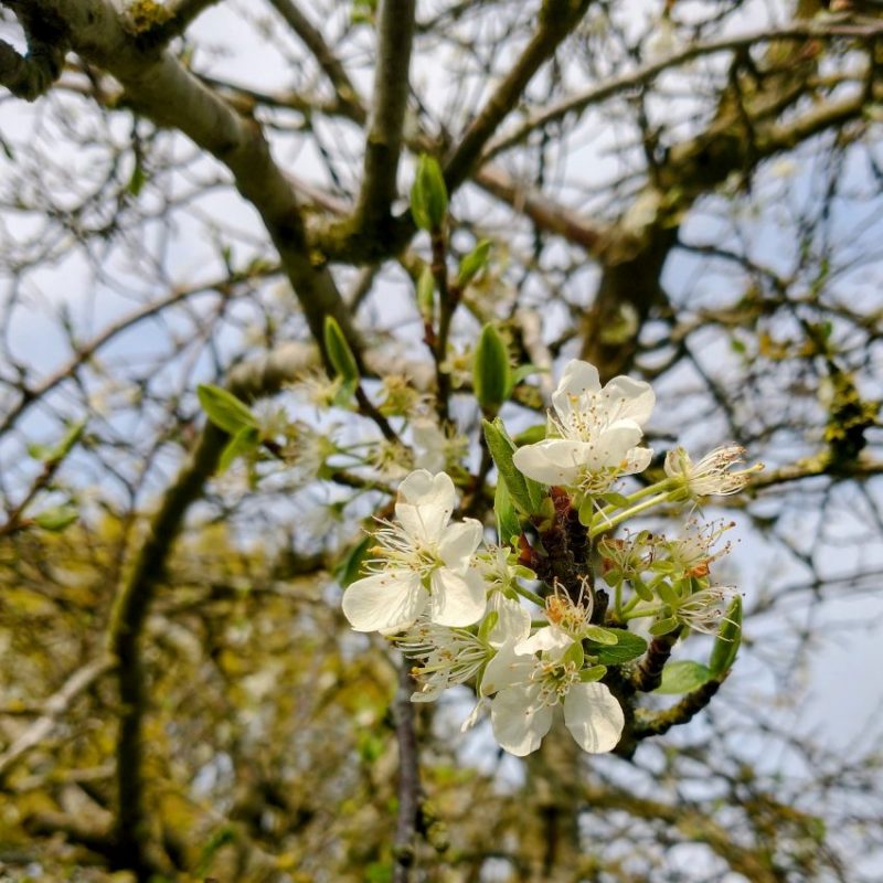 Cherry blossom time - April in Faversham Kent - Photographing Wildflowers