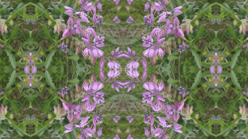Milkwort pattern – A geometric repeat image with Polygala