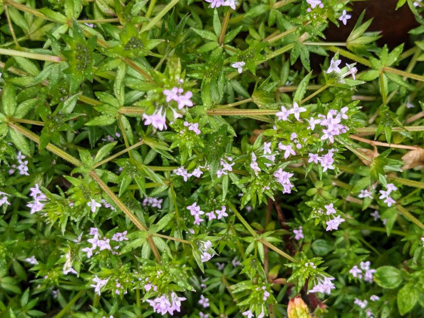 Wildflower diary 2024 - Spring - Photographing Wildflowers