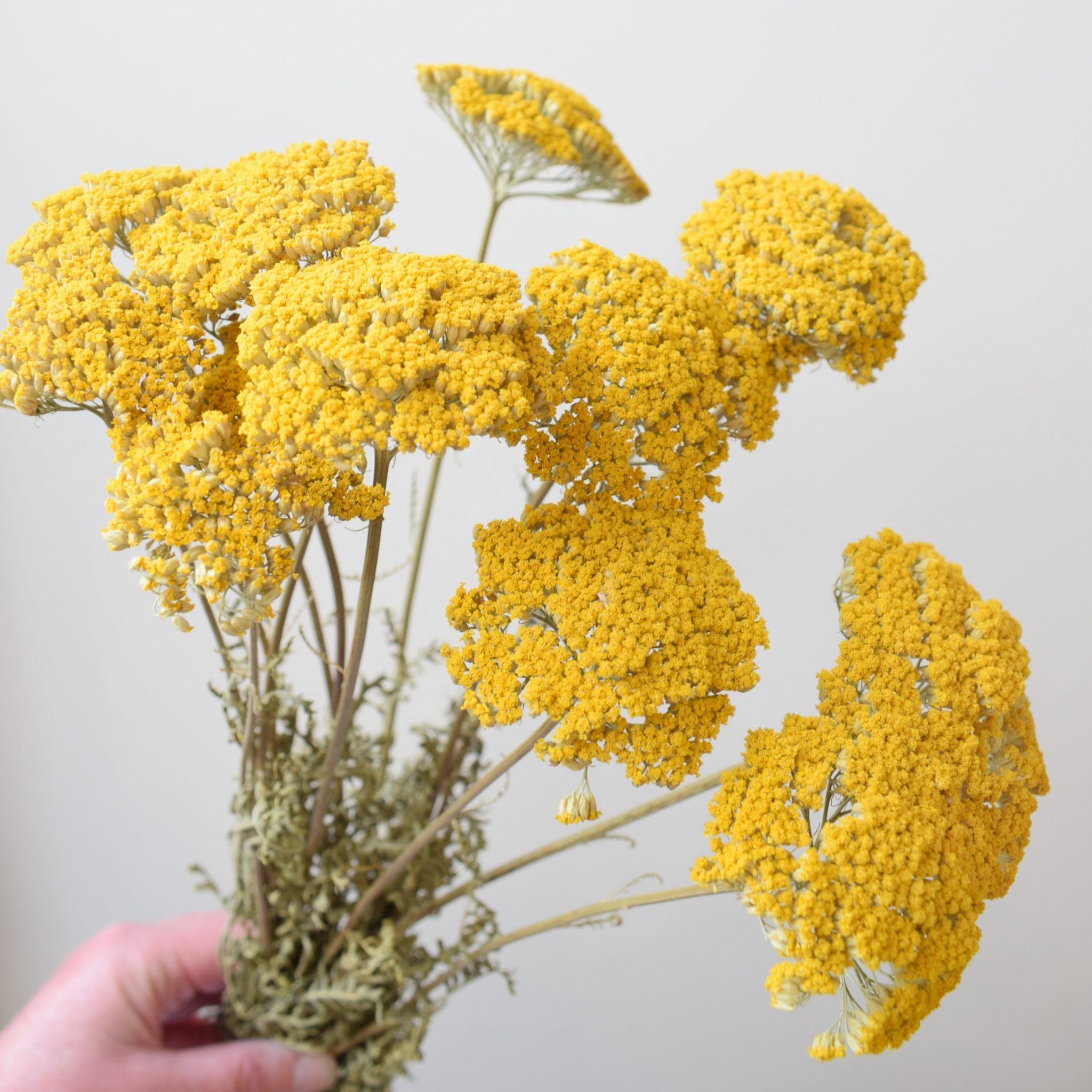 Betony – Common Hedgenettle – Betonica officinalis