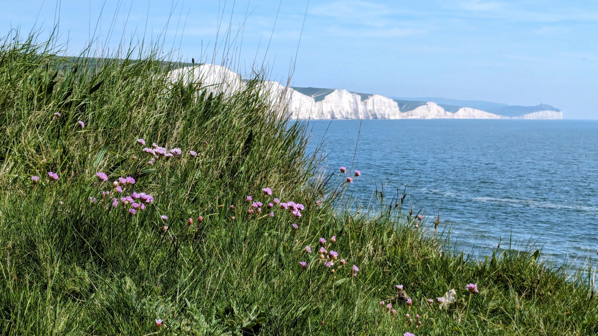 Chalk grassland habitat - Photographing Wildflowers
