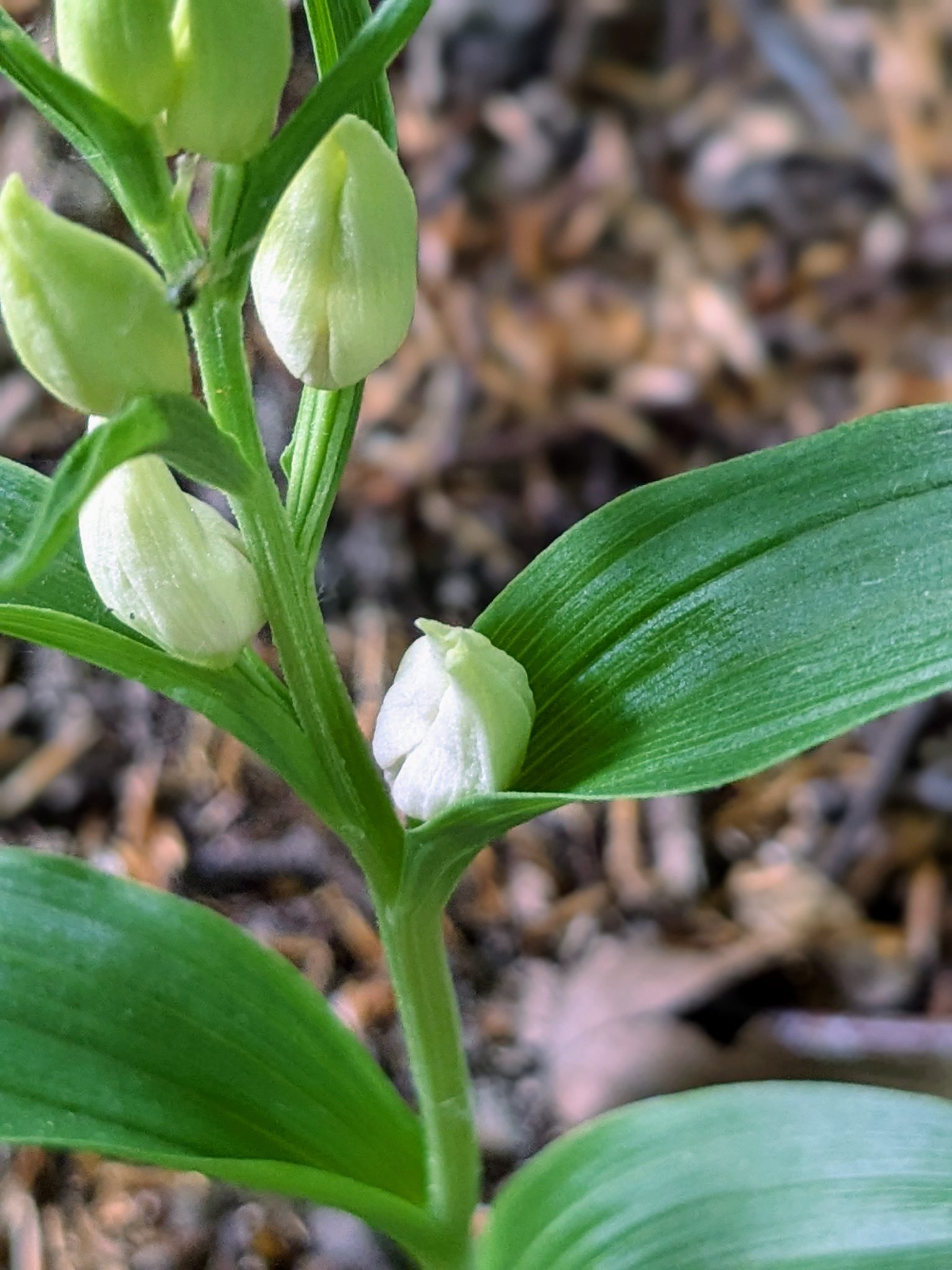 Helleborines - Cephalanthera - Photographing Wildflowers