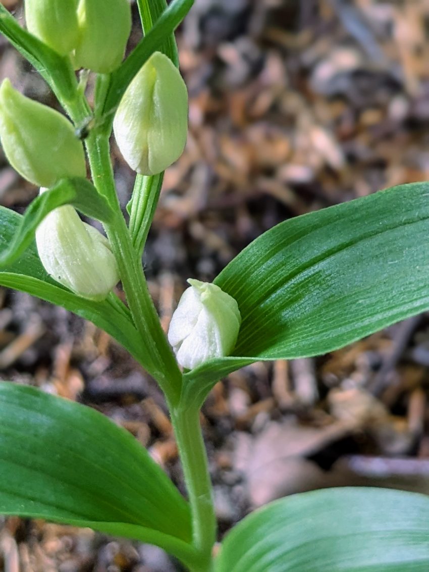 Helleborines - Cephalanthera - Photographing Wildflowers