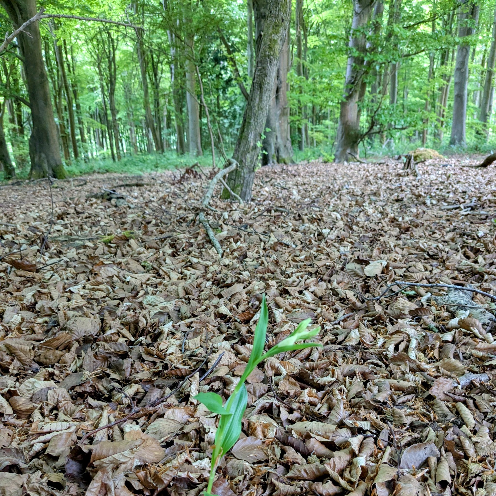 Helleborines – Cephalanthera | Photographing Wildflowers