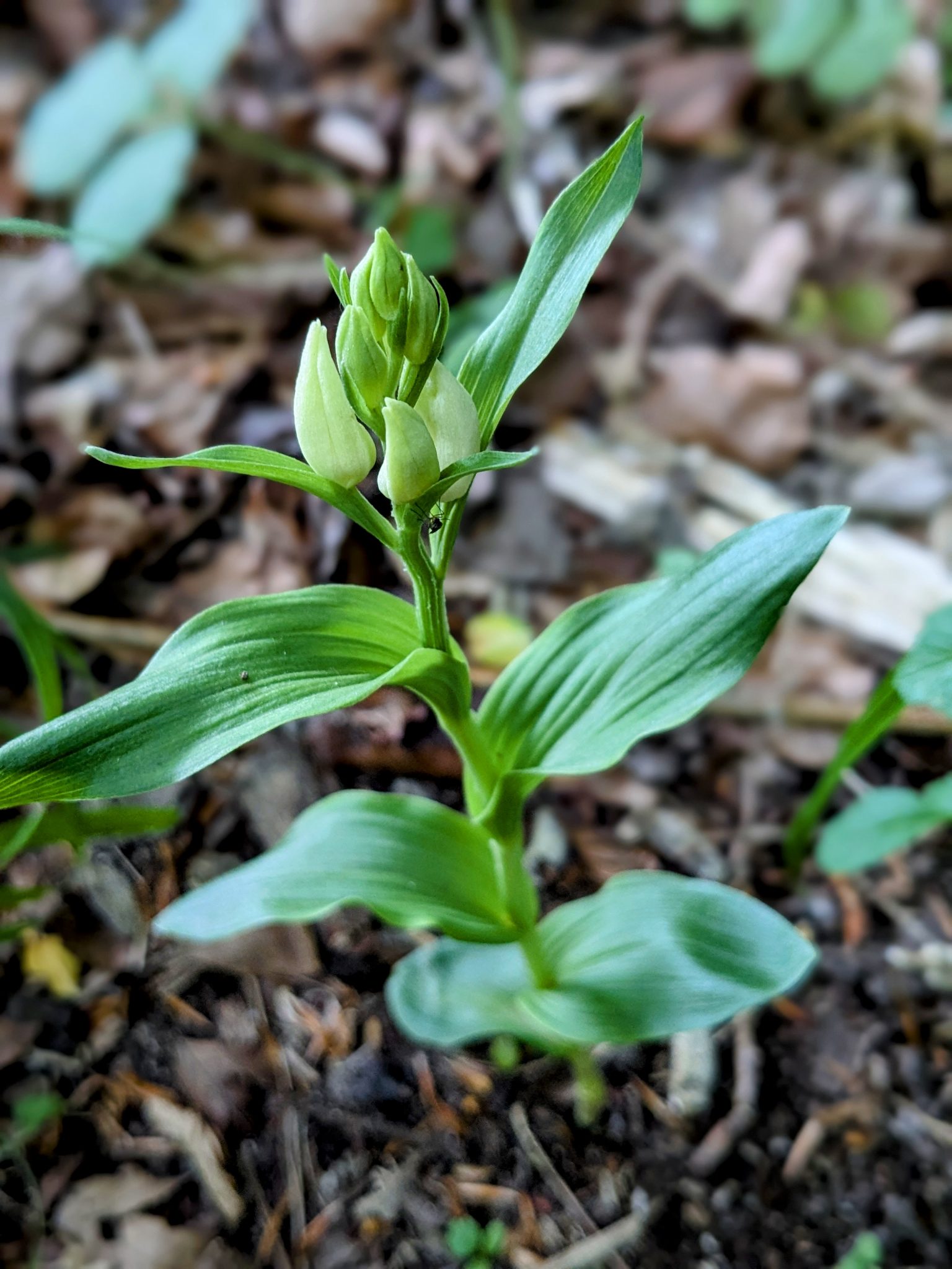 Helleborines - Cephalanthera - Photographing Wildflowers