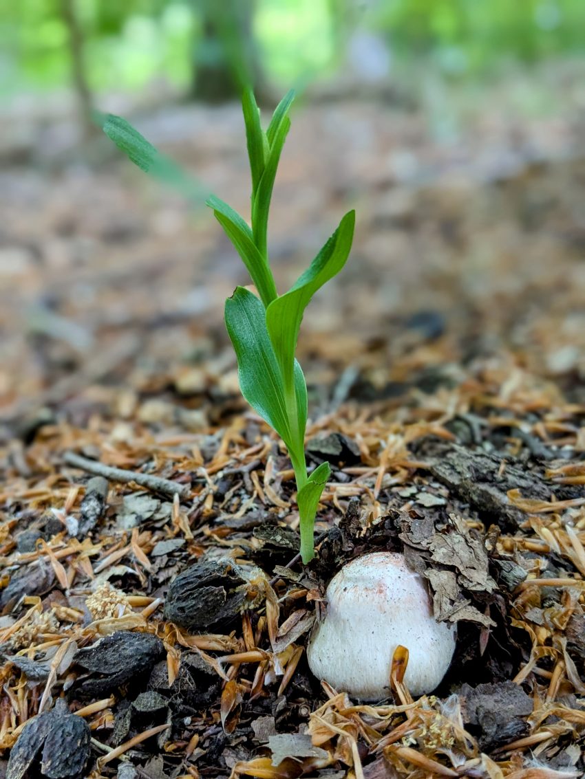 Helleborines - Cephalanthera - Photographing Wildflowers
